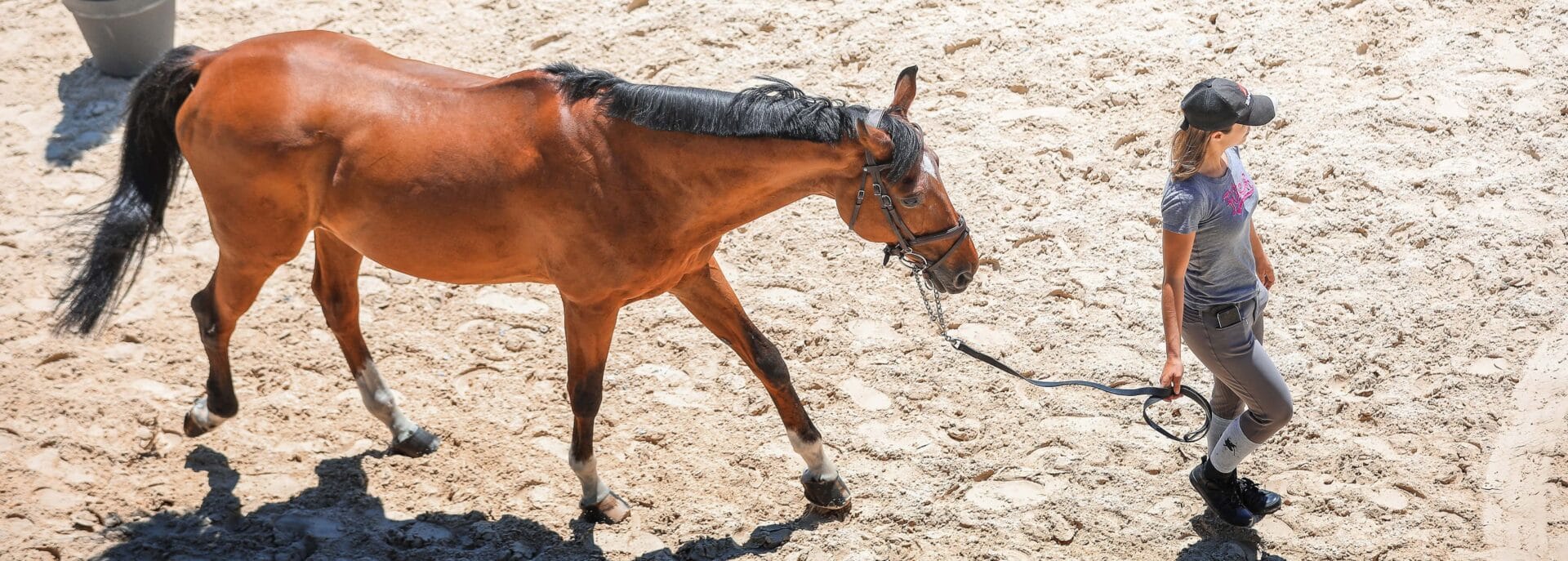 European Horses | Europa Horse Agency
